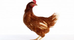 Hen vs Chicken - What is The Main Difference - East Man Egg