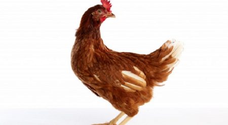 Hen vs Chicken - What is The Main Difference - East Man Egg