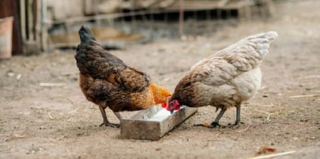 Hen vs Chicken - What is The Main Difference - East Man Egg