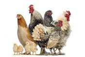 Hen vs Chicken - What is The Main Difference - East Man Egg