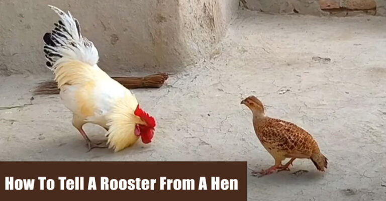 Hen vs Rooster: How To Tell A Rooster From A Hen?