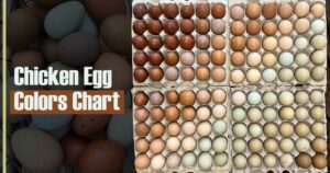 Chicken Egg Colors Chart [Shell, Yolk Identification]