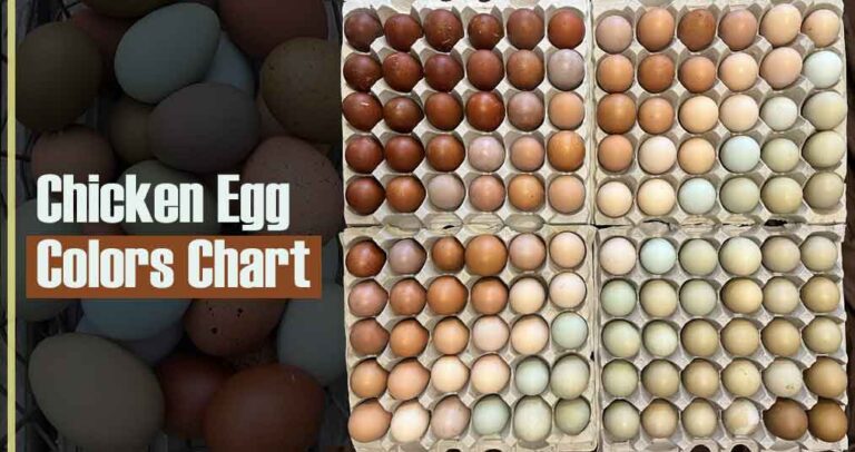 Chicken Egg Colors Chart [Shell, Yolk Identification]