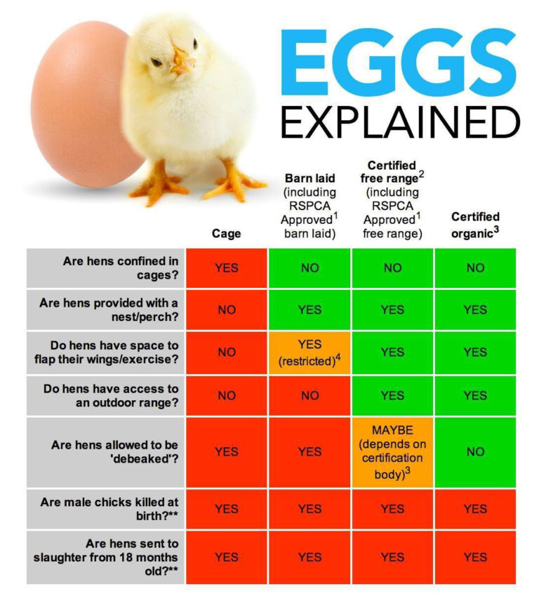 Chicken Egg Colors Chart [Shell, Yolk Identification]